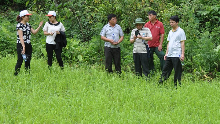 Phục tráng giống lúa tẻ Dao ở Chiềng Khay