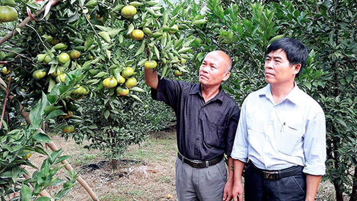 Ngọt thơm cam Mường Thải