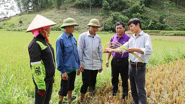 Mô hình lúa tẻ râu ở Song Khủa