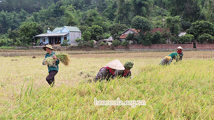 Khẩn trương thu hoạch lúa xuân