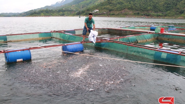 Raising fish in cages on hydropower reservoir