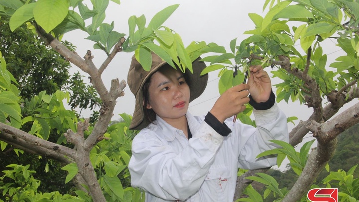 Nghề thụ phấn cho hoa na