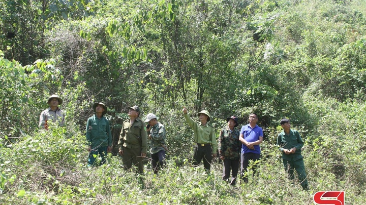Moc Chau strengthens forest protection, development