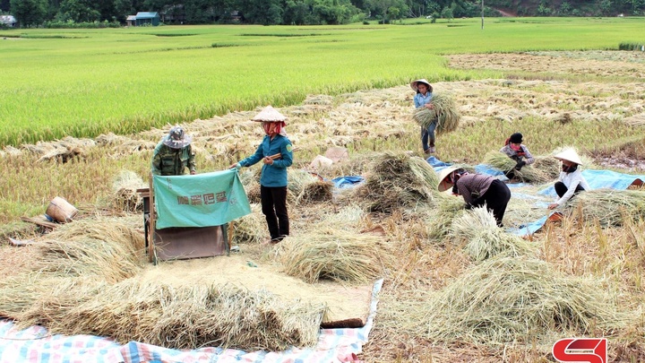Khẩn trương thu hoạch lúa xuân, sản xuất vụ mùa