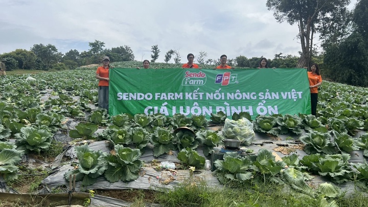 Sendo Farm livestreams to sell 5 tonnes of cabbage for Son La farmers