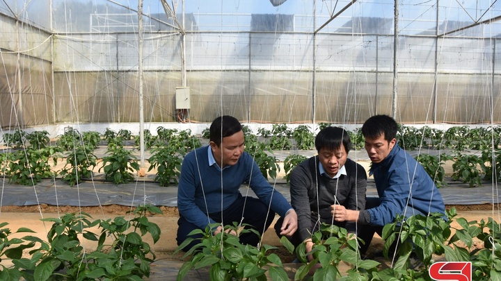 High-tech vegetable, fruit farming models promoted