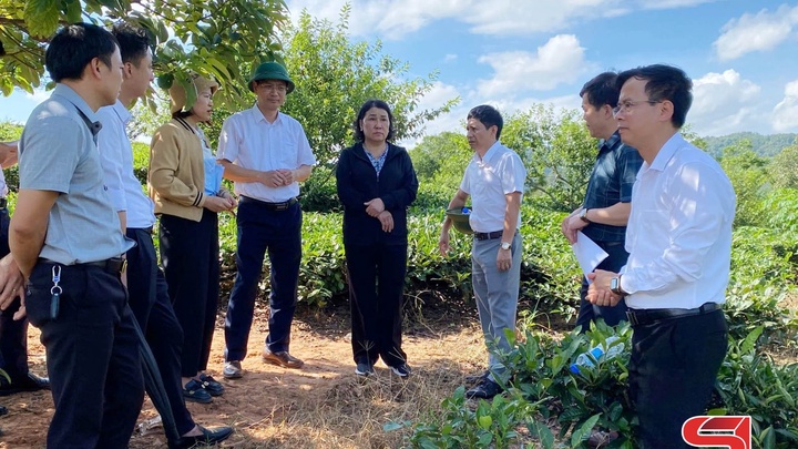 Standing Vice Chairwoman of provincial People's Committee inspects ...
